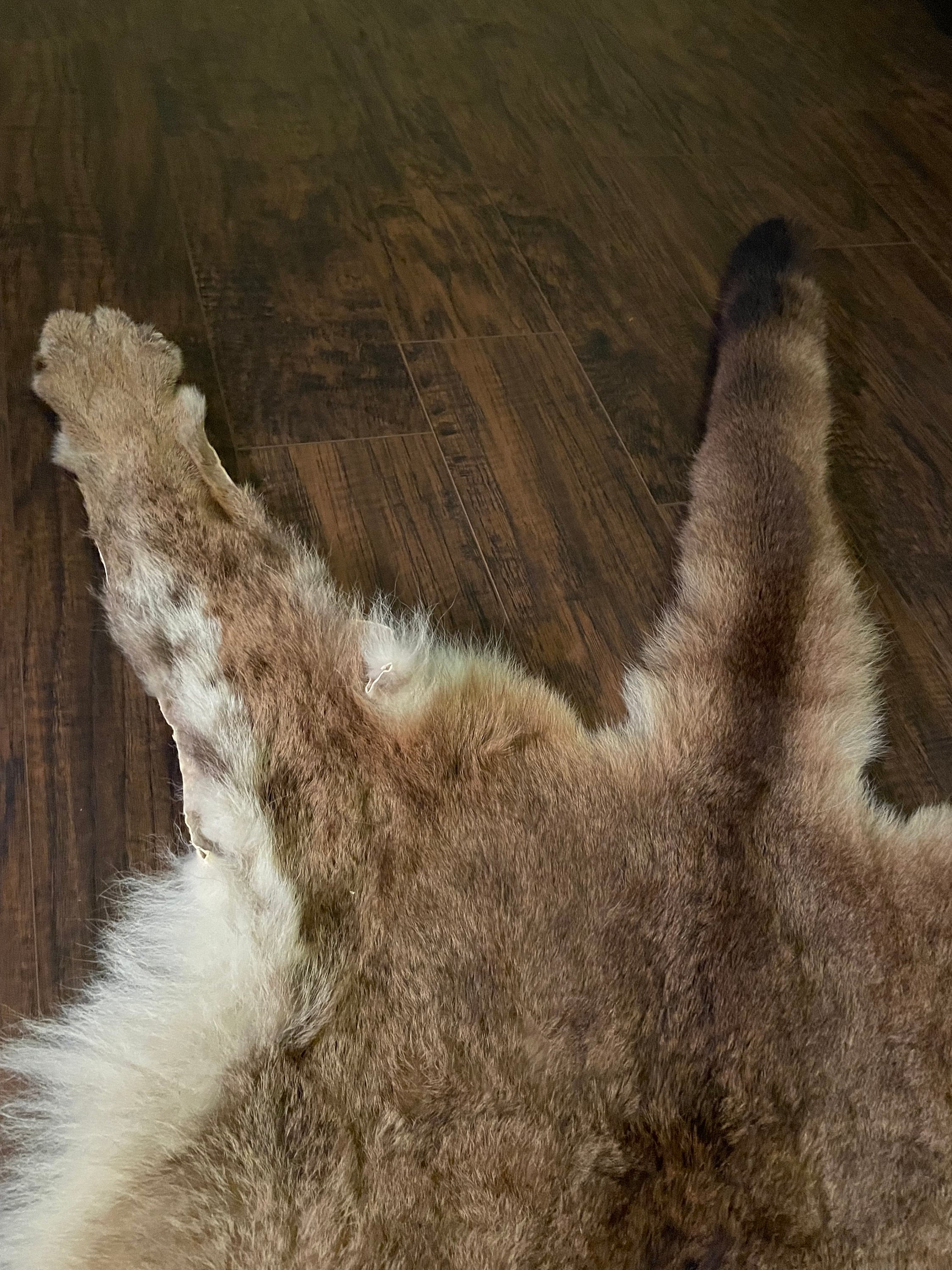 Cougar/mountain Lion Pelt - Etsy
