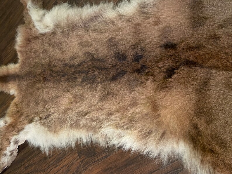 Cougar/mountain Lion Pelt - Etsy