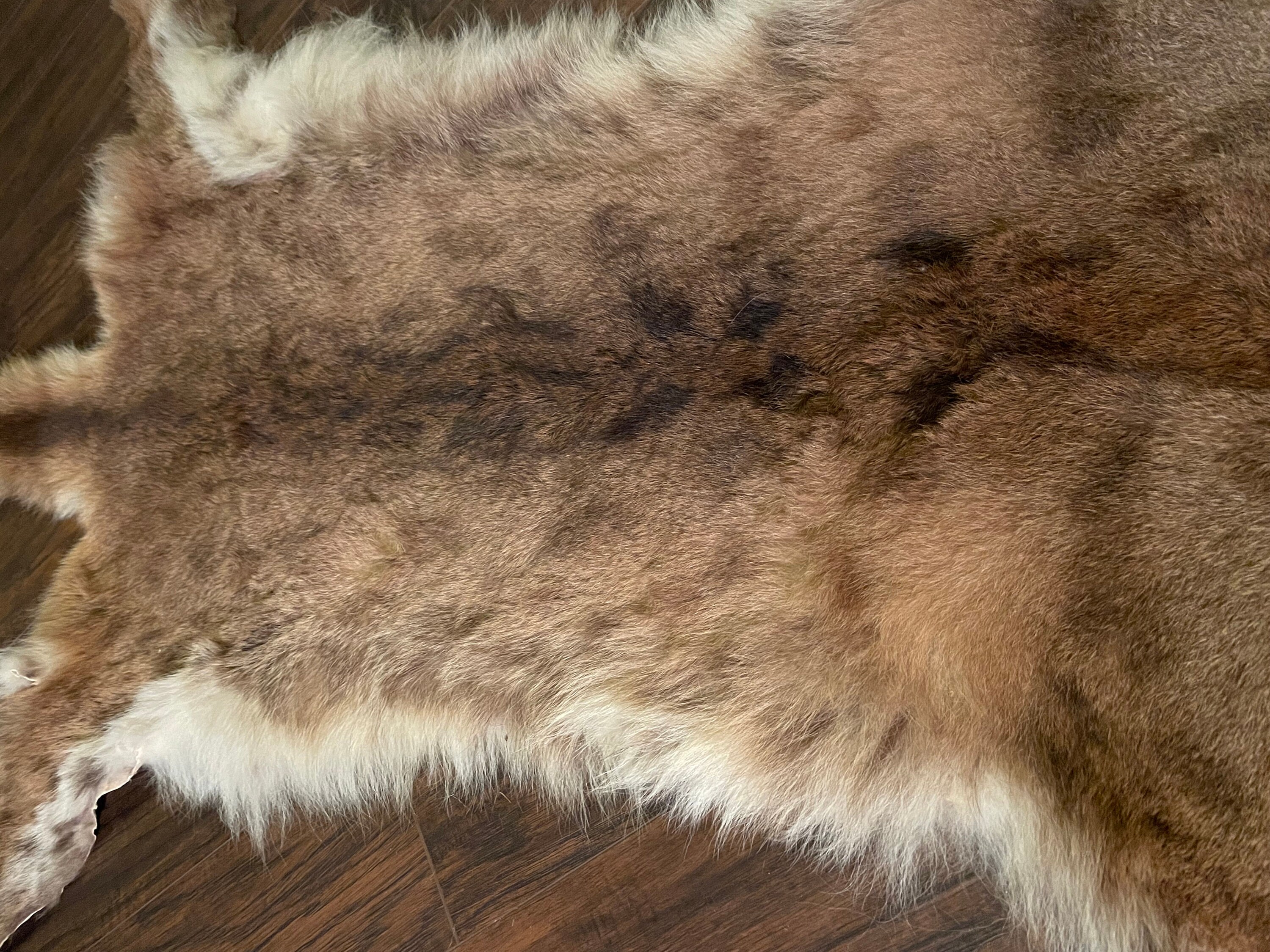 Cougar/mountain Lion Pelt - Etsy