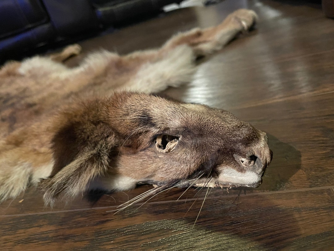 Cougar/mountain Lion Pelt - Etsy