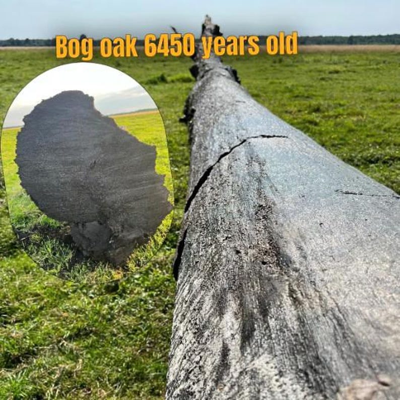 8mm Bog Oak Beads · Ancient Wood · Dark Wooden Beads for Jewelry Making ...