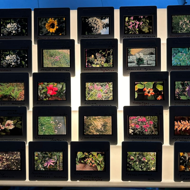 Film Slides - Etsy