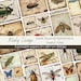 Insect Junk Journal Ephemera Insect Tiles Vintage Ephemera Butterflies ...