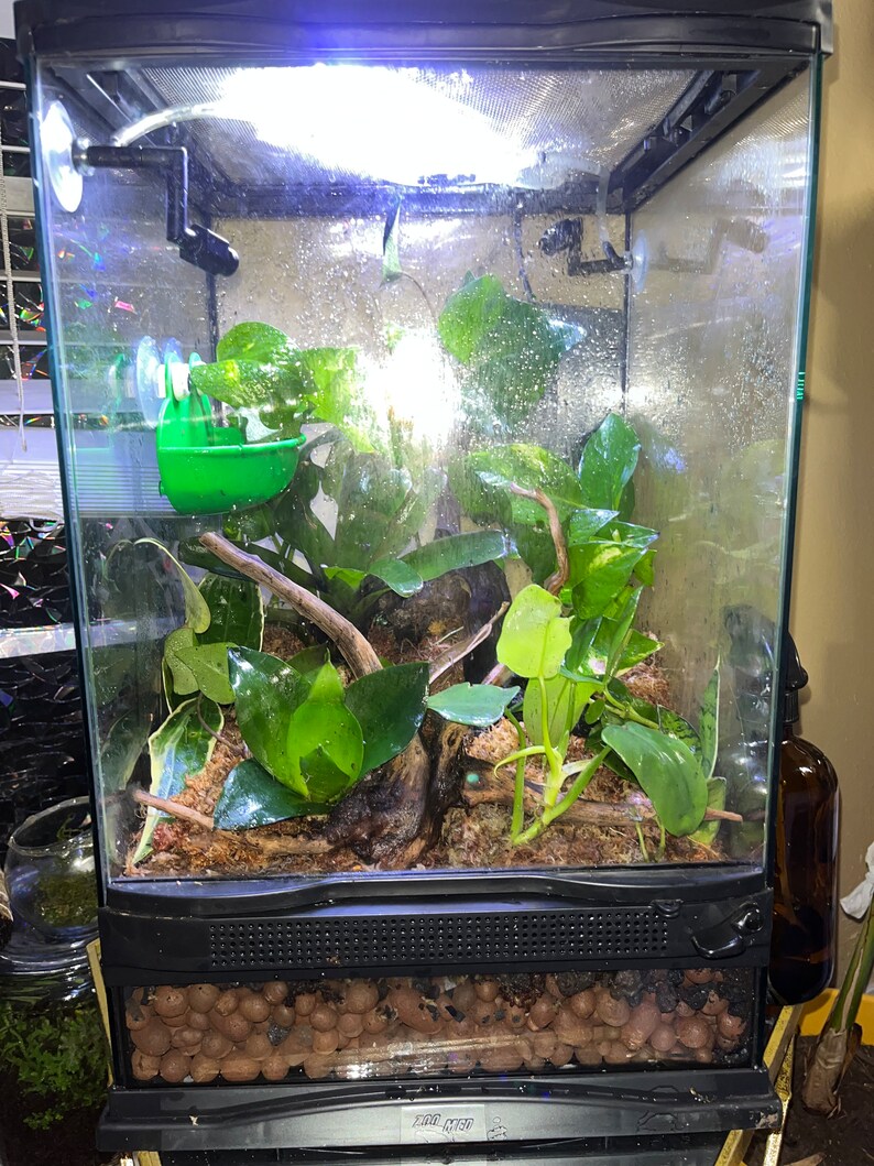 Live Ecosystem 10 Gallon Terrarium Reptile Ready - Etsy