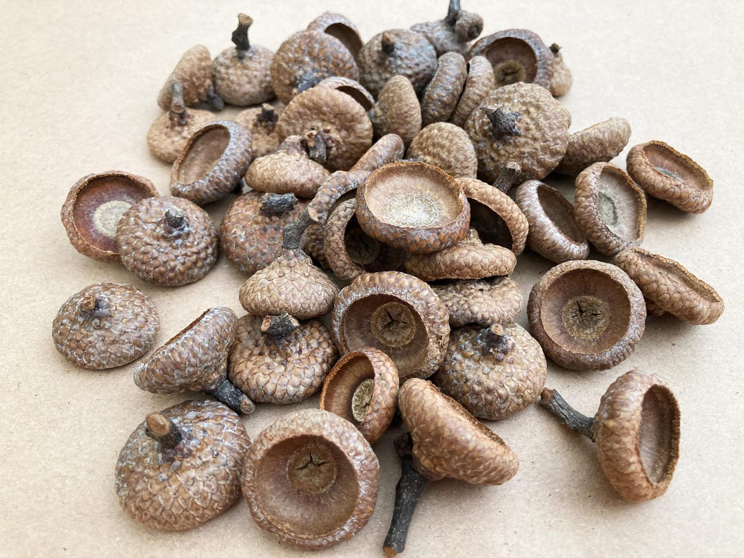 50 Large Acorn Caps Real Dried Acorn Caps Acorns for Handcraft Red Oak ...