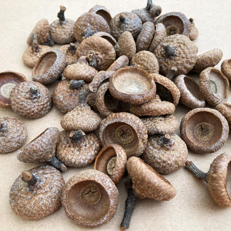 Acorn Caps - Etsy