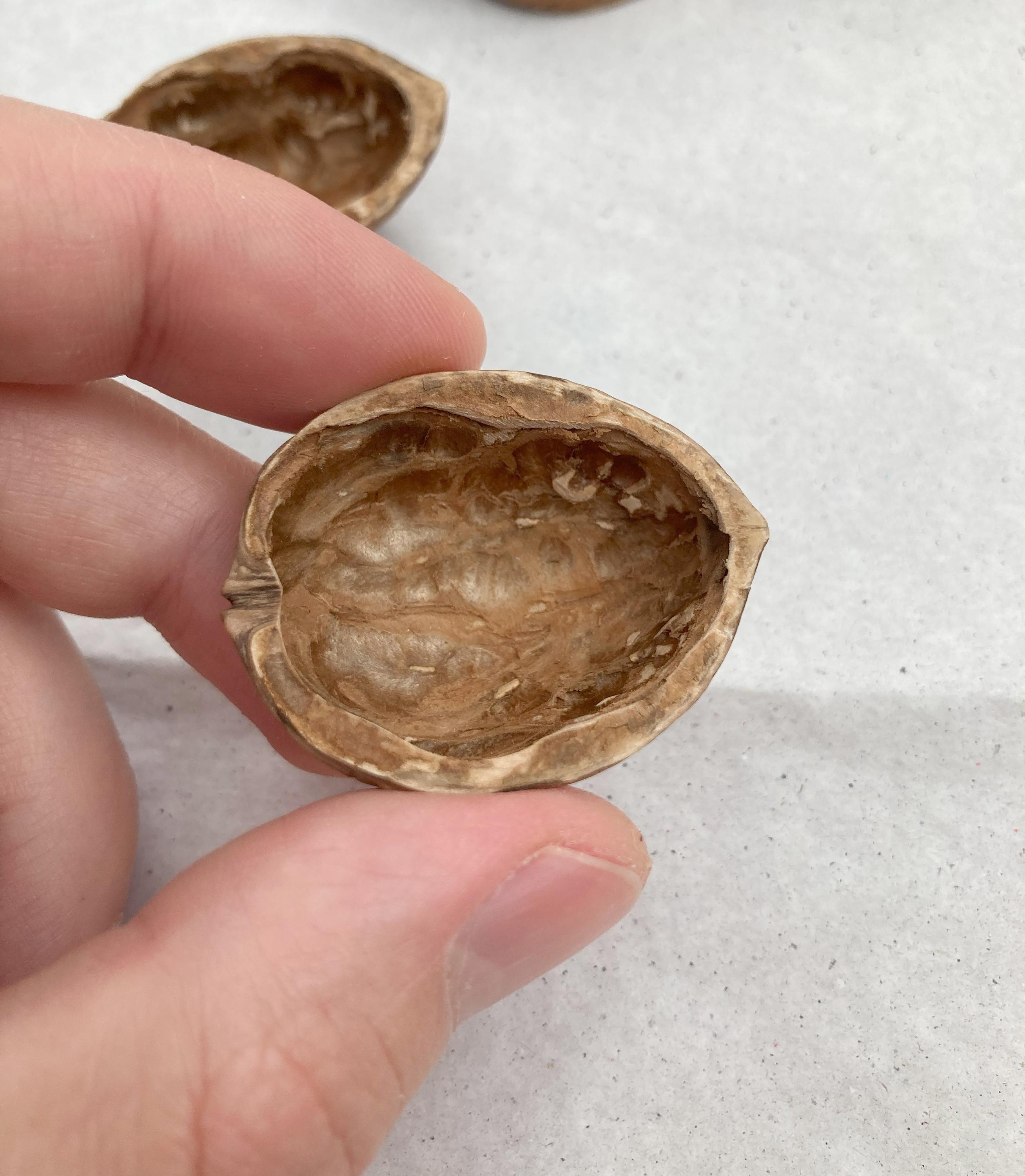 10 Pair Walnut Shell Halves Natural Decoration Crafting Organic ...