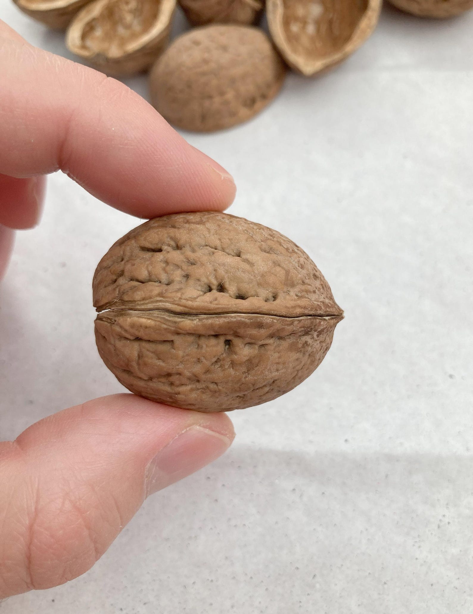 10 Pair Walnut Shell Halves Natural Decoration Crafting Organic ...