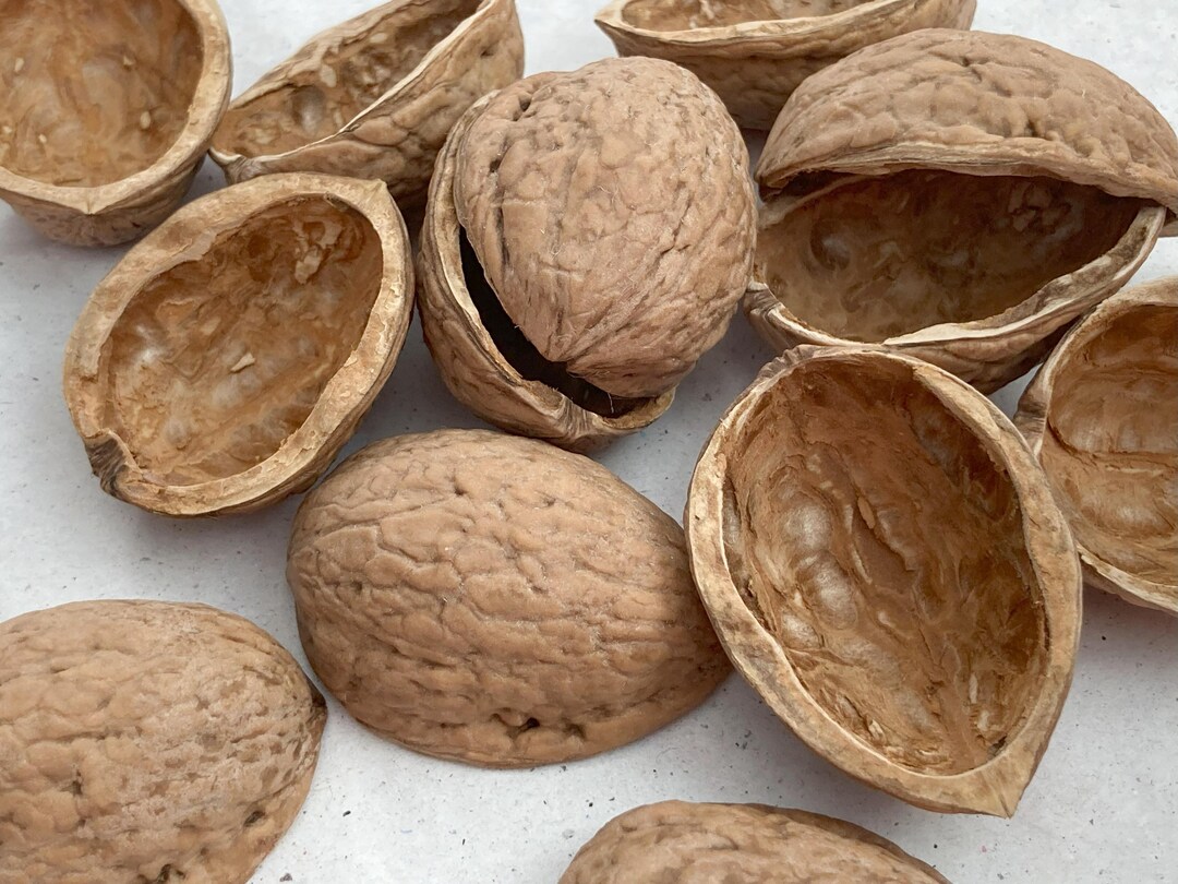 10 Pair Walnut Shell Halves Natural Decoration Crafting Organic ...