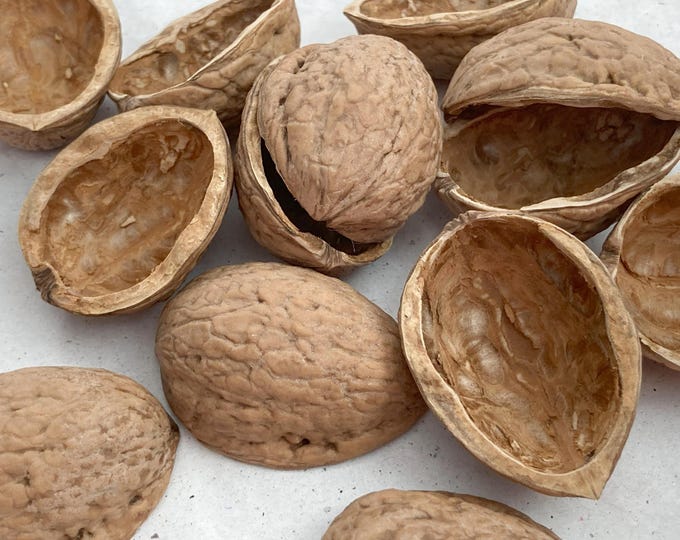 10 Pair Walnut Shell Halves Natural Decoration Crafting Organic ...