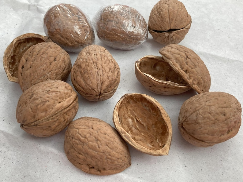10 Pair Walnut Shell Halves Natural Decoration Crafting Organic ...
