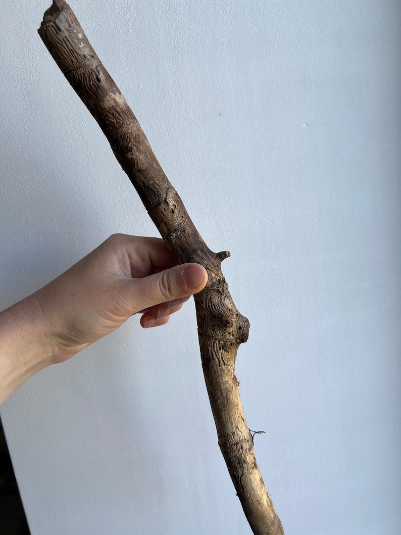 A Unique Specimen of an Ash Tree. Stick for Wall Decoration .natural ...