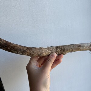 A Unique Specimen of an Ash Tree. Stick for Wall Decoration .natural ...