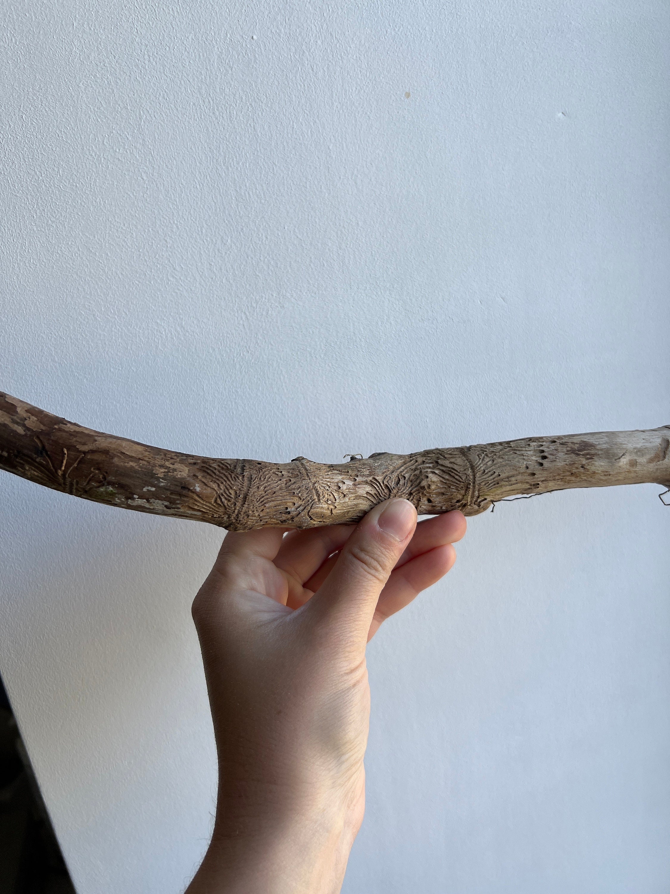 A Unique Specimen of an Ash Tree. Stick for Wall Decoration .natural ...