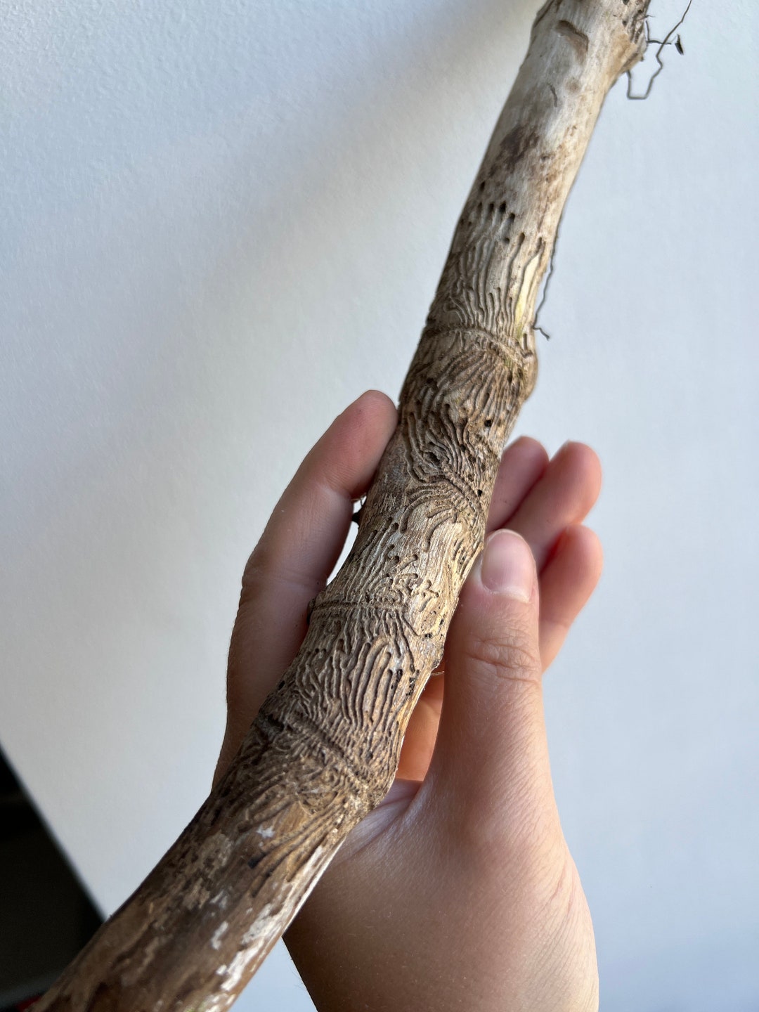 A Unique Specimen of an Ash Tree. Stick for Wall Decoration .natural ...