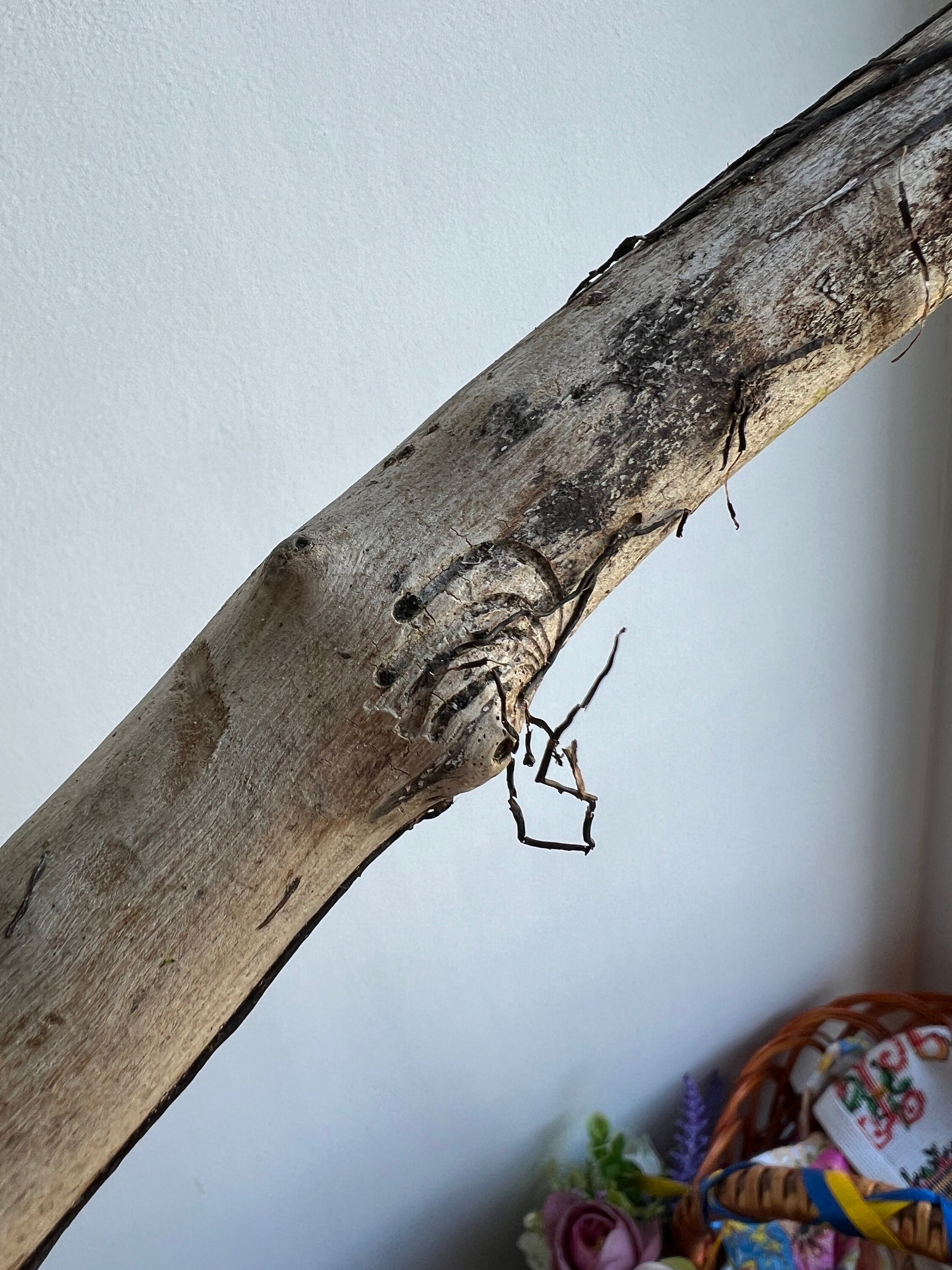 A Unique Specimen of an Ash Tree. Stick for Wall Decoration .natural ...