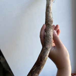 A Unique Specimen of an Ash Tree. Stick for Wall Decoration .natural ...