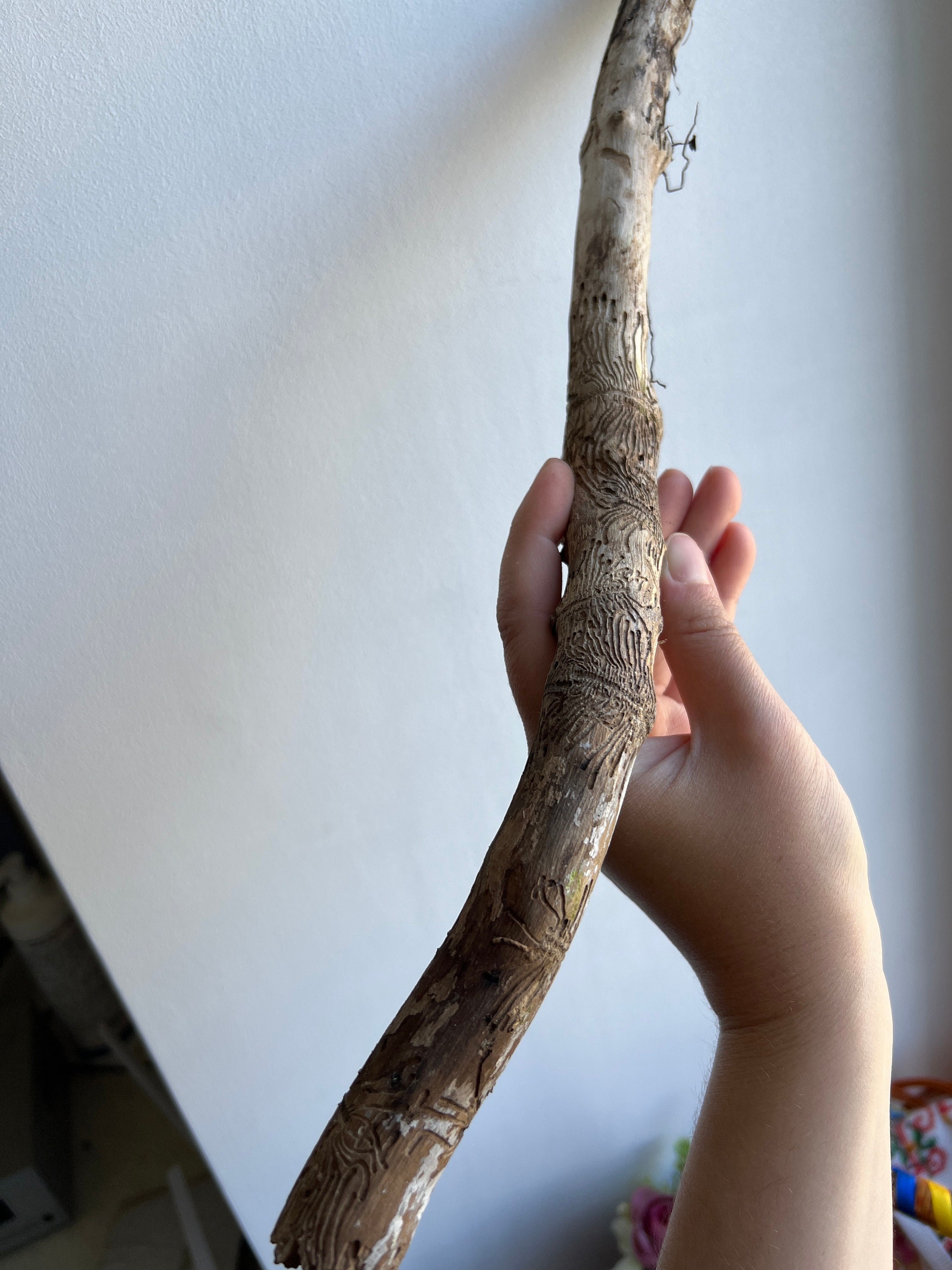 A Unique Specimen of an Ash Tree. Stick for Wall Decoration .natural ...