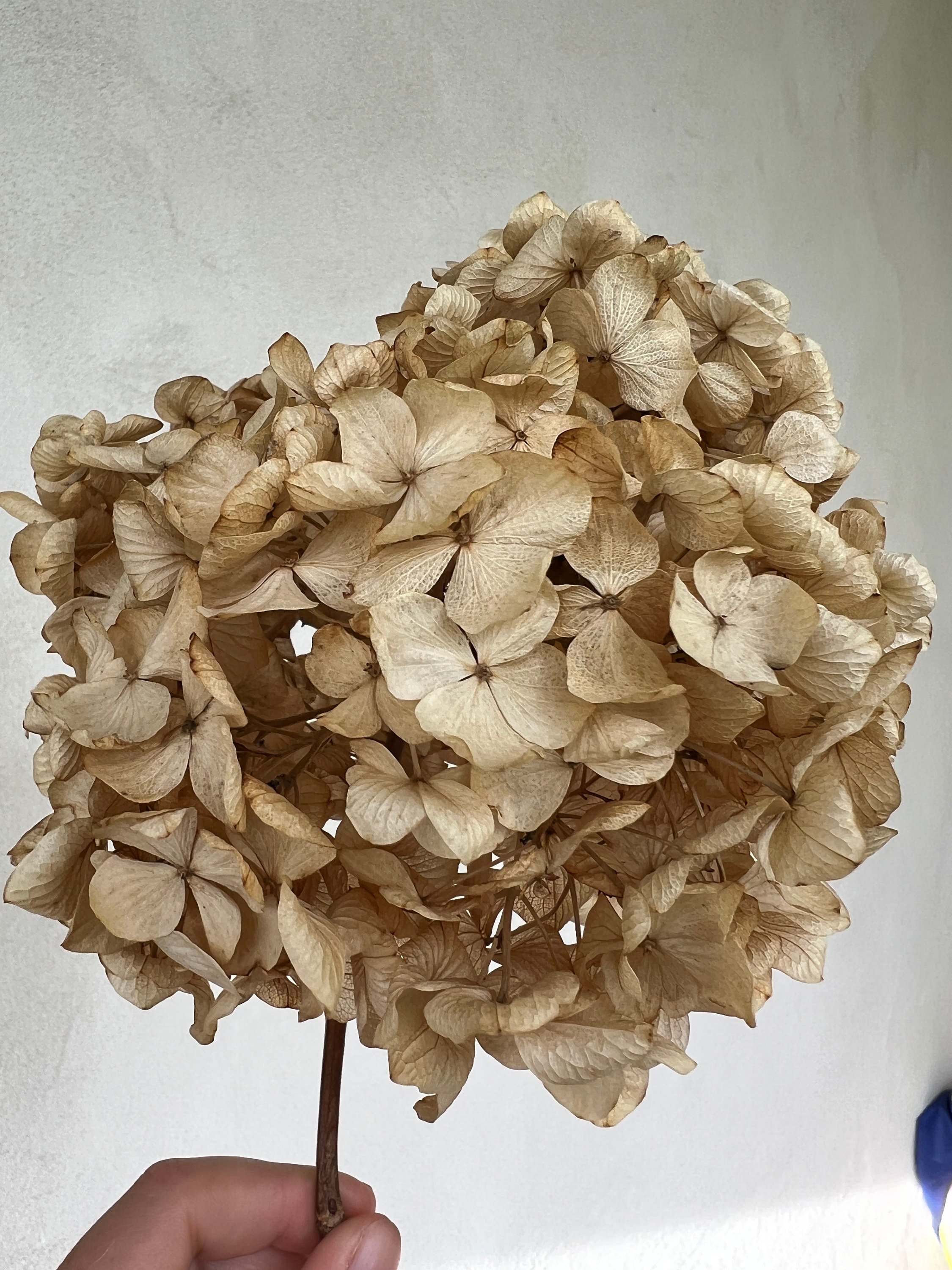 Dry Hydrangea Flower 20x20 Cm - Etsy