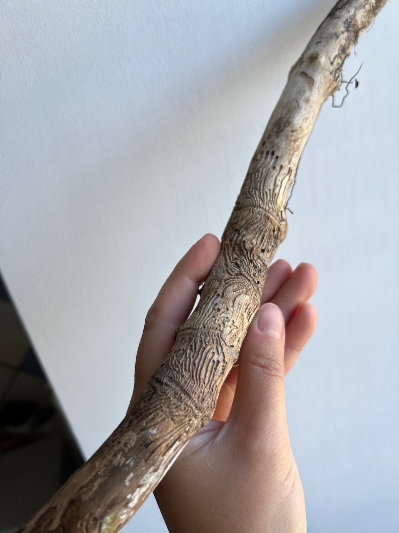 A Unique Specimen of an Ash Tree. Stick for Wall Decoration .natural ...