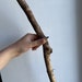 A Unique Specimen of an Ash Tree. Stick for Wall Decoration .natural ...