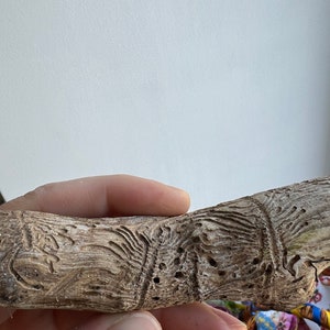 A Unique Specimen of an Ash Tree. Stick for Wall Decoration .natural ...