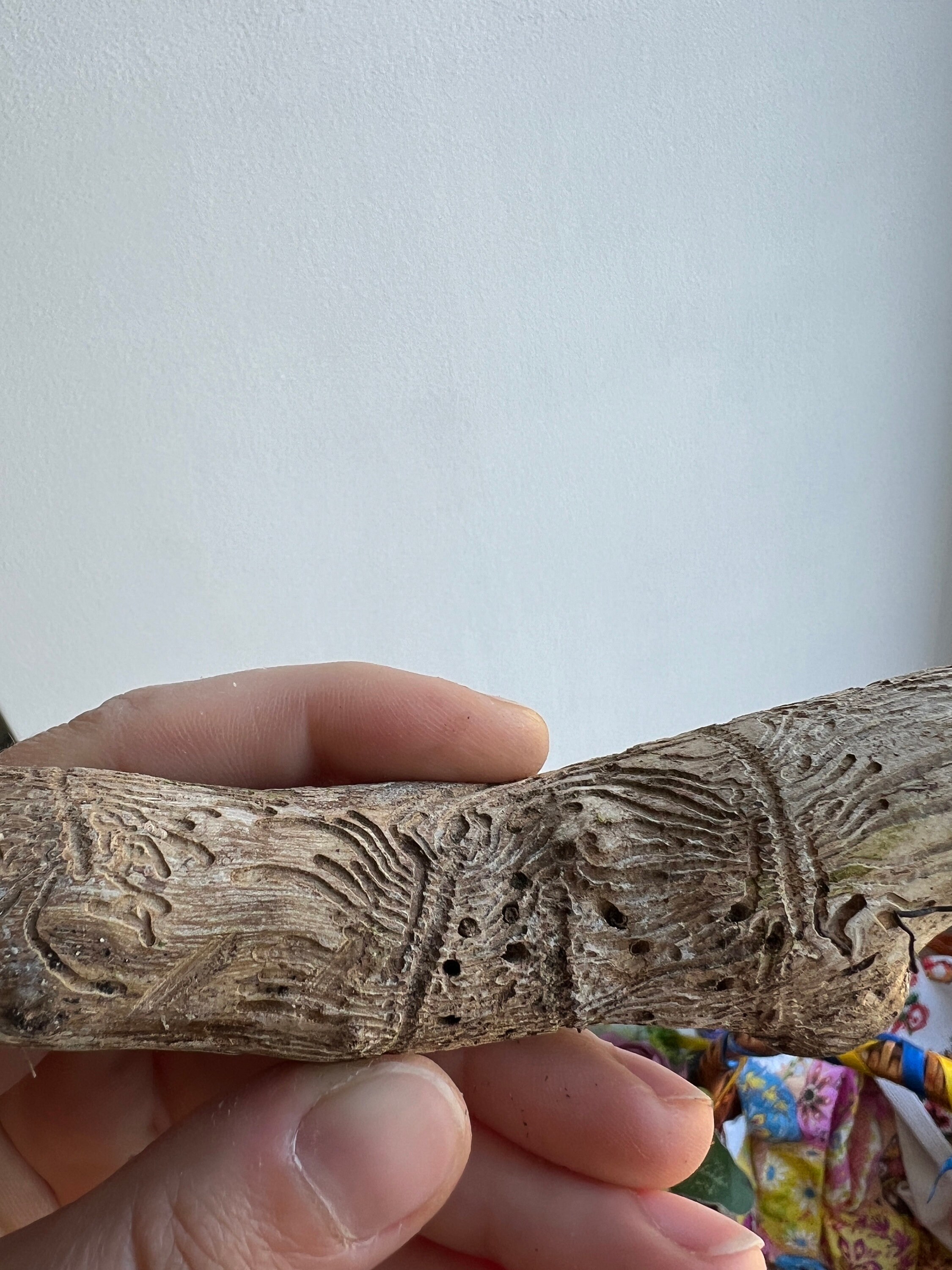 A Unique Specimen of an Ash Tree. Stick for Wall Decoration .natural ...