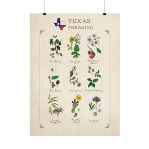 Texas Foraging - Hand Drawn Edible Plants - Textured Matte Posters - Etsy