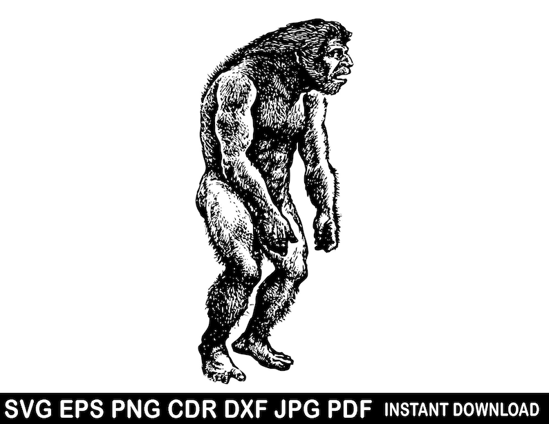 Monkey Human Australopithecus Pithecanthropus Homo Sapiens Evolution ...