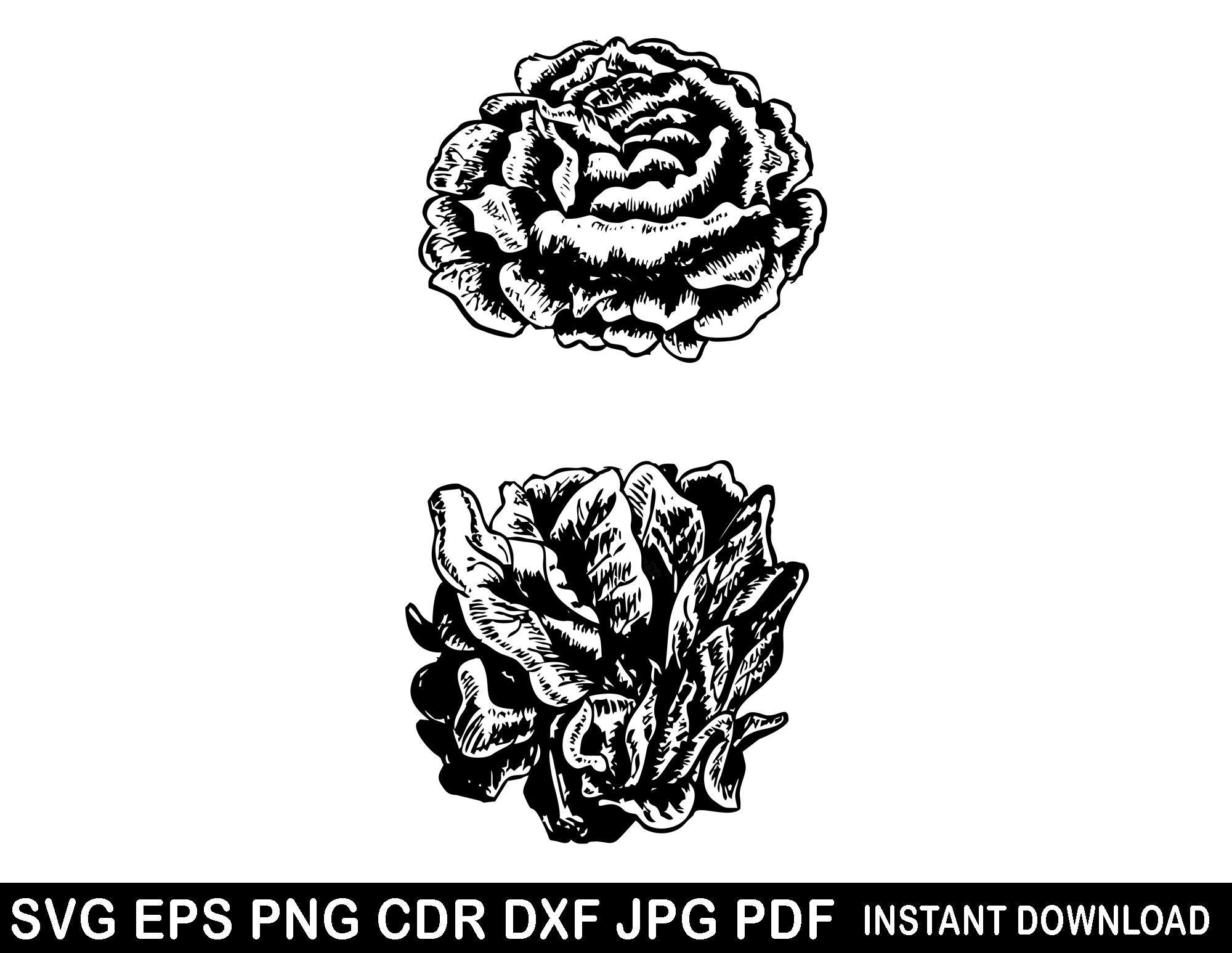 Cabbage Clipart, Vegetables Silhouette, Cabbage Cricut, Cabbage Vector ...