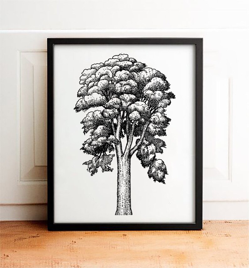 Tree Silhouette Svg, Pine Tree Eps, Pine Tree Silhouette, Evergreen ...