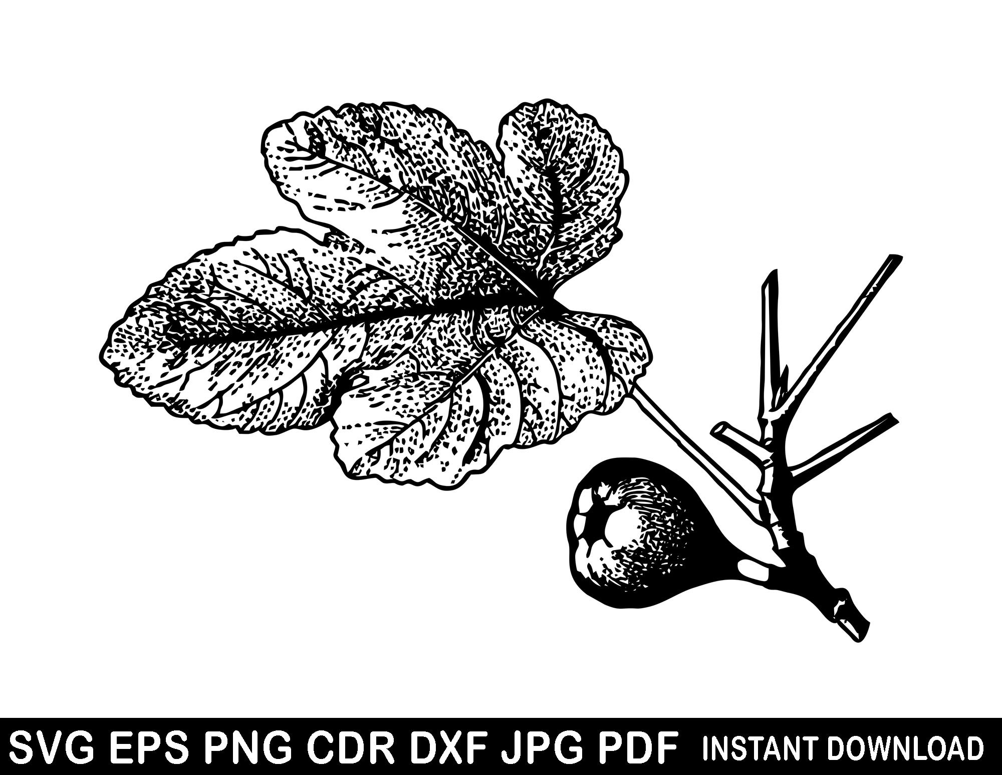 Fig SVG, Fig Fruit Vector, Fig Line Drawing Cricut, Fig Art SVG, Fig ...
