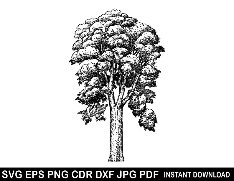 Tree Silhouette Svg, Pine Tree Eps, Pine Tree Silhouette, Evergreen ...