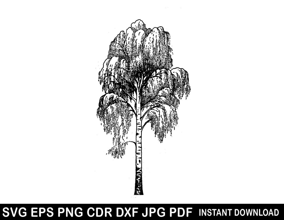 Birch Trees Svg, Christmas Decoration Svg, Winter Aspen Svg, Paper ...