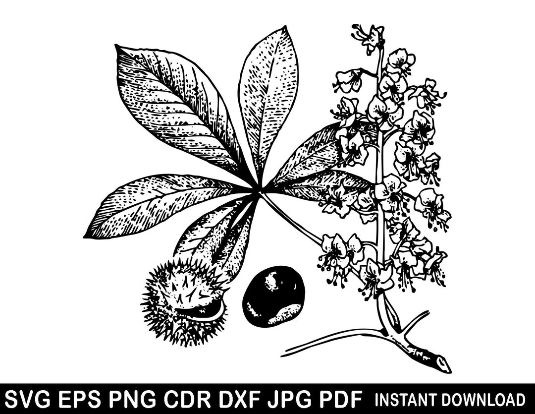 Chestnut Leaf Svg, Leaf Vector, Chestnut Clipart, Chestnut Leaf Decor ...