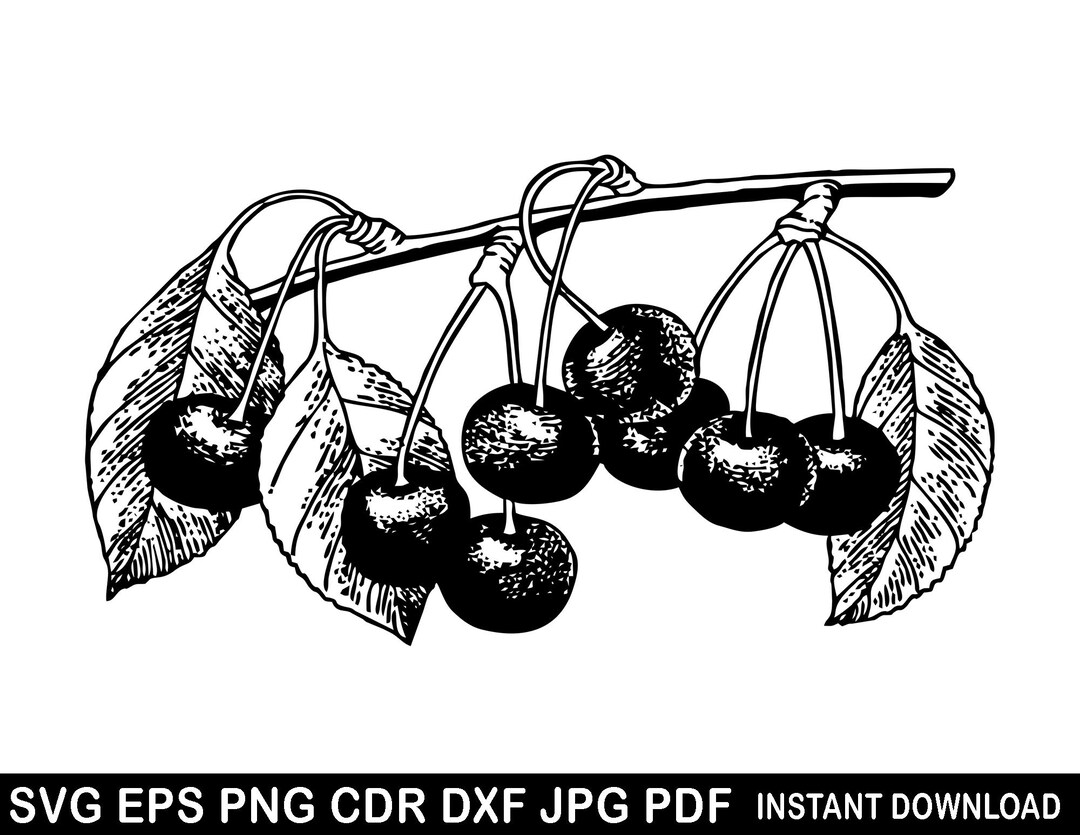 Cherry SVG PNG EPS, Fruit Clipart, Hand Drawn Cherries Vector ...
