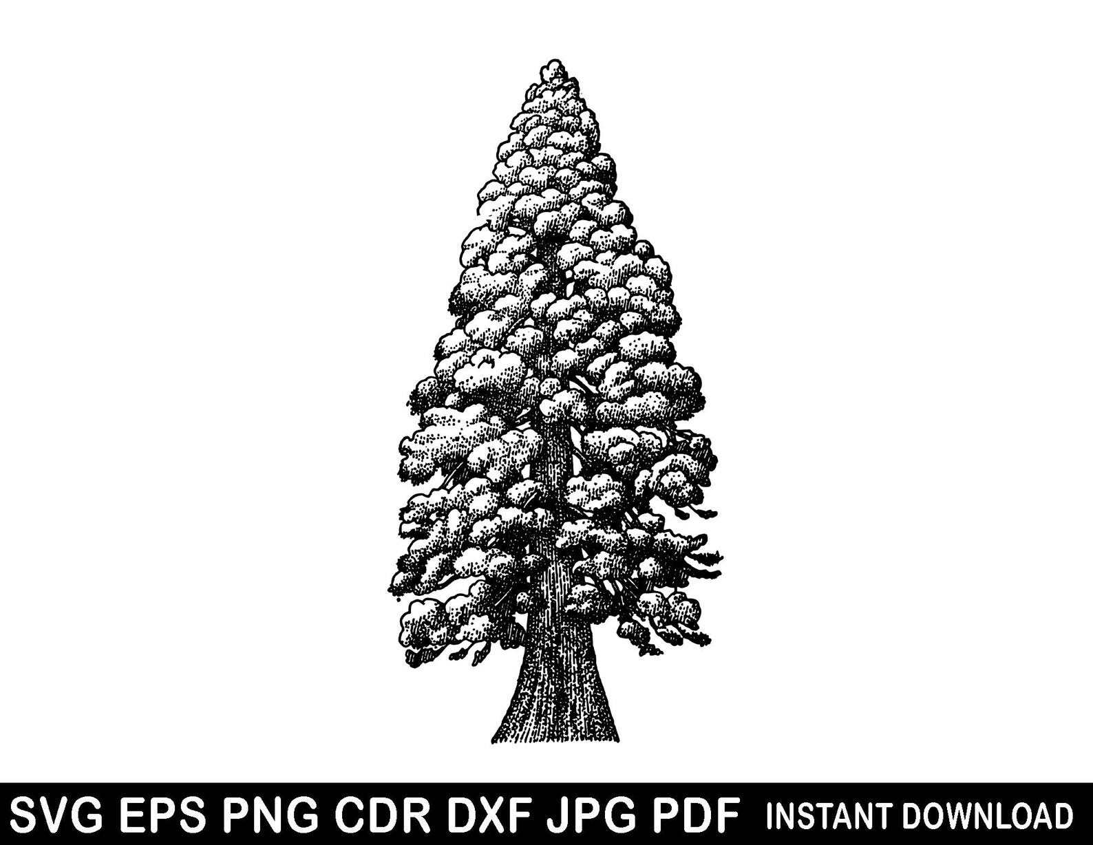 Fir Tree Svg Eps Png, Forest Plant Decor, Pine Tree Silhouette, Fir ...