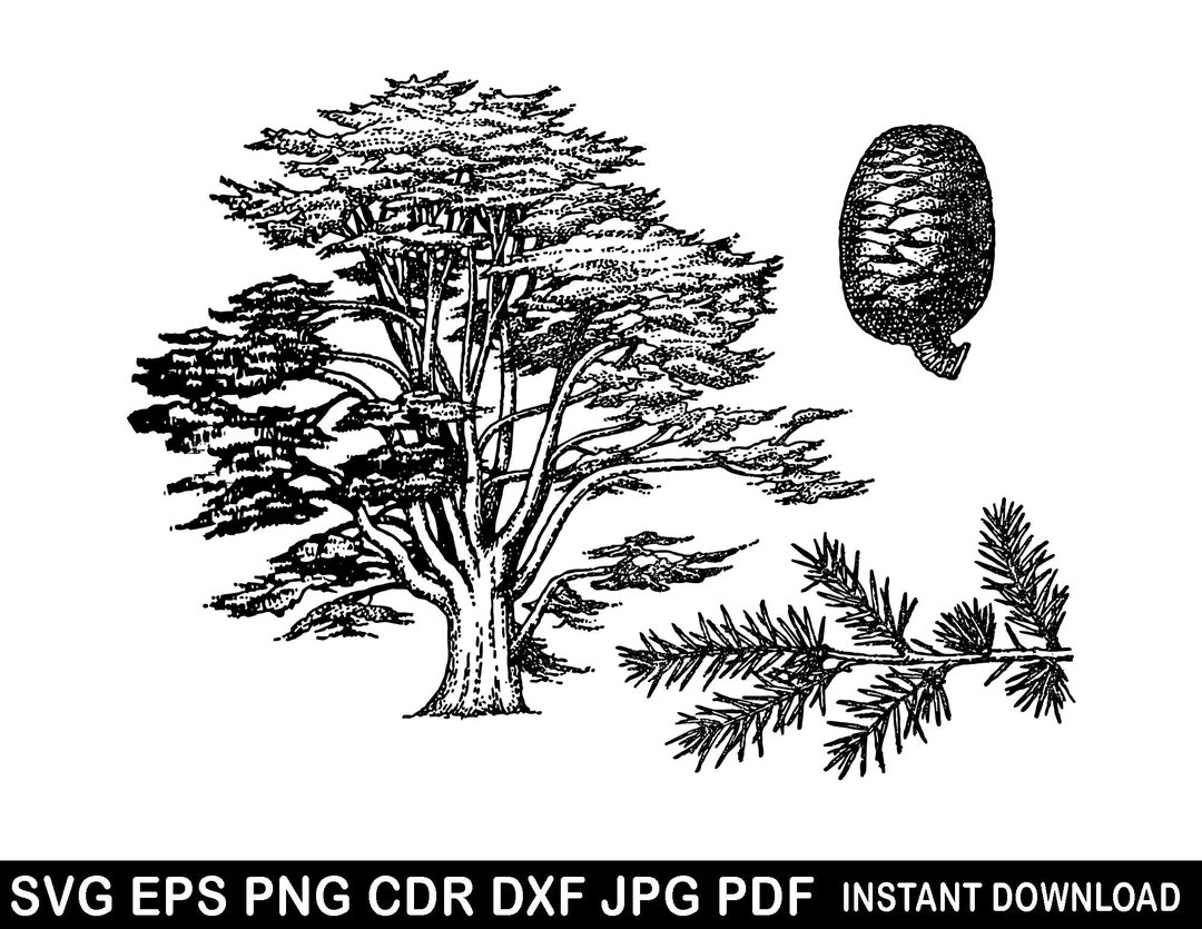 Fir Tree Branch Svg, Pinecone Eps, Pinecone Cutting File, Christmas ...