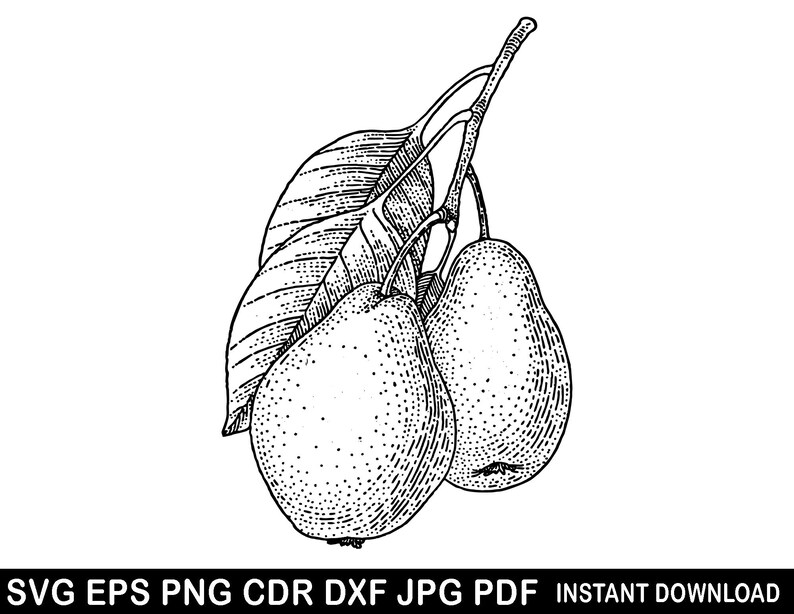 Pear Svg, Pear Eps, Pear Png, Pear Dxf, Food Clipart, Fruit Cut File ...