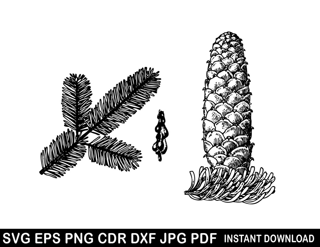 Pine Spruce Tree Pine Needles Forest Fern Mushrooms Berries Svg Eps Png ...