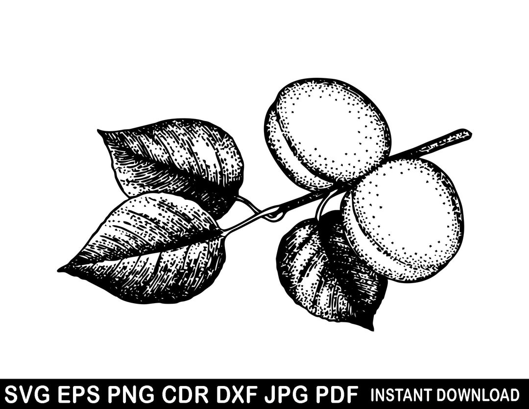 Walnut Svg, Walnuts Eps, Nuts Png, Walnut Cricut, Walnut Clipart ...