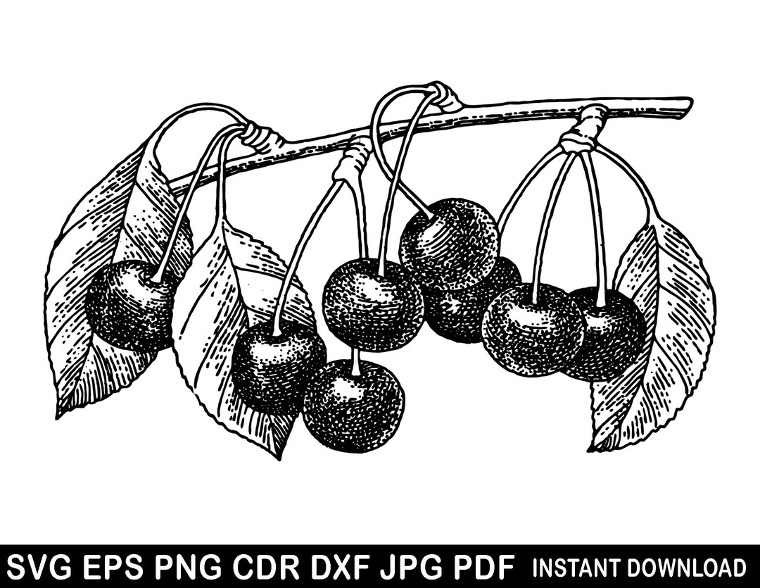 Cherry Svg, Cherry Eps, Cherries Png, Fruits Dxf, Cherry Silhouette ...