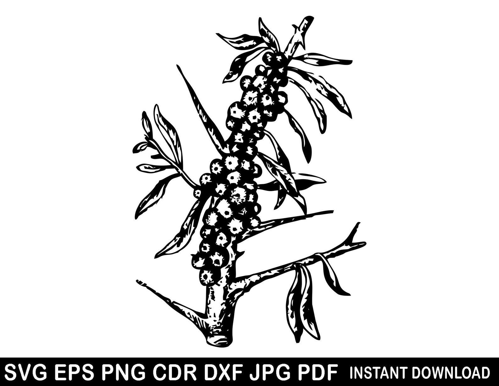 Olive Tree Svg, Olive Drawing, Olive Clipart, Tree Clipart, Olive ...