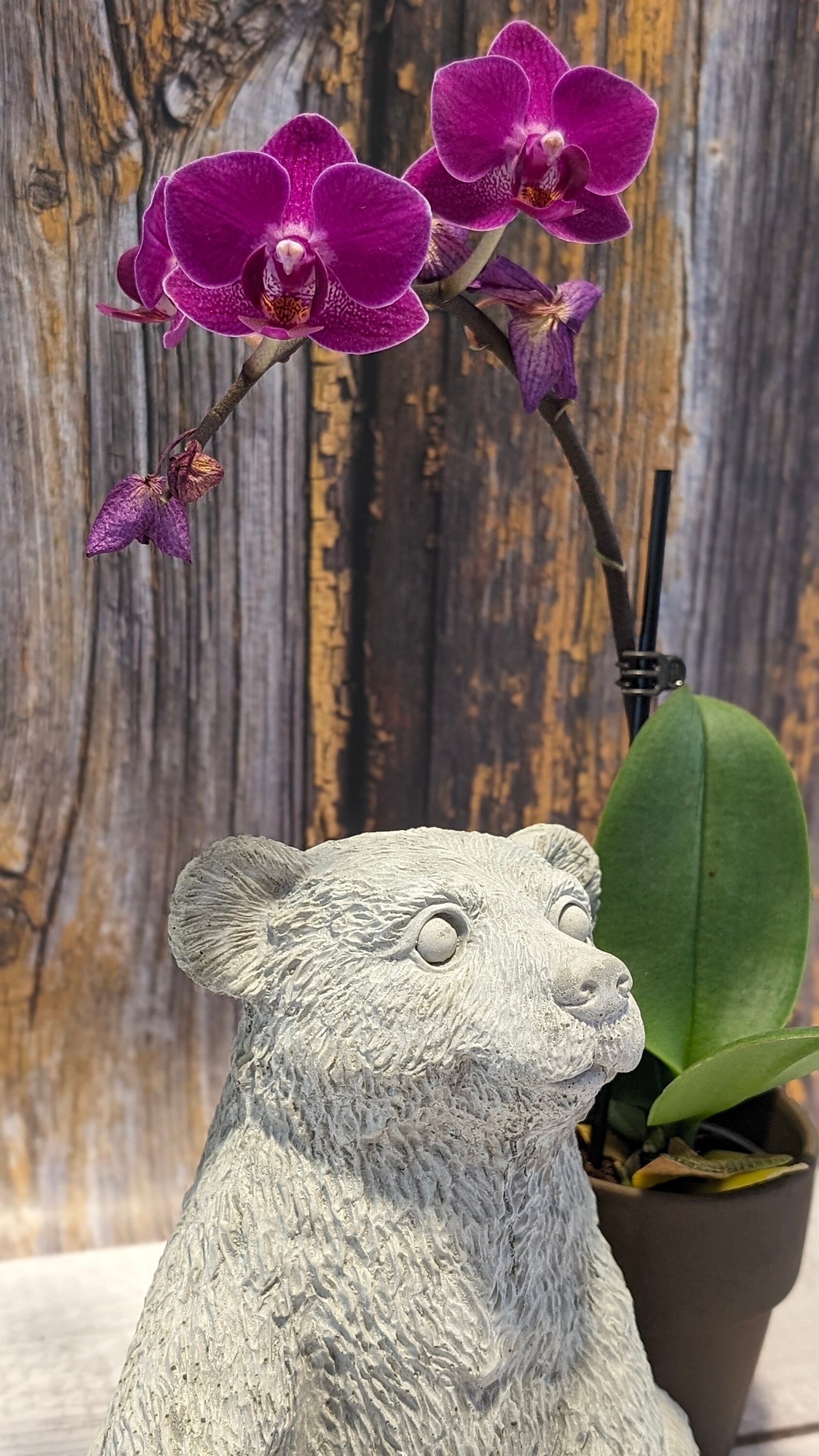 Handcrafted Concrete Baby Bear Statue - Etsy