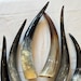 Polished Cattle Horn, Polished Cattle Horns, Cattle Horn, Cattle Horns ...