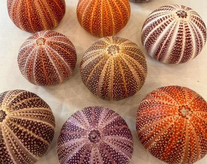 Sea Urchin, Sea Urchin Shell, Sea Urchin Shell, Sea Urchin Decoration ...