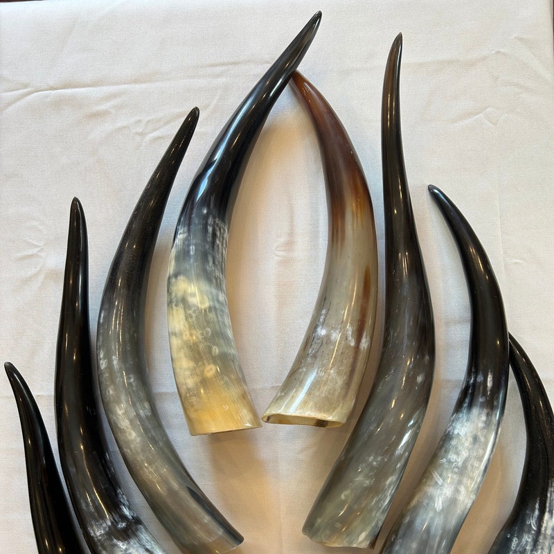 Polished Cow Horn Pairs - Etsy