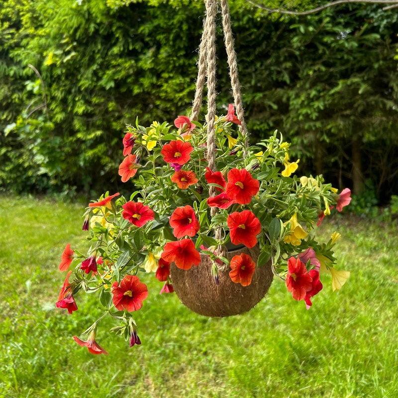 Hanging Basket - Etsy