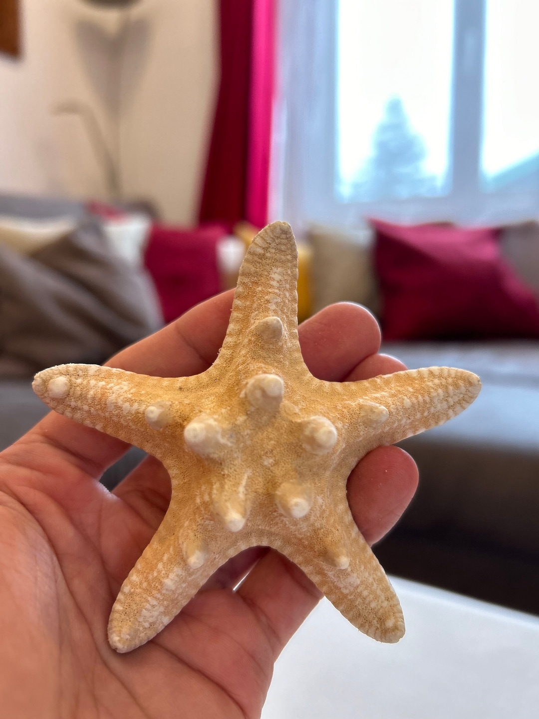 Rhino Starfish, Starfish, Dried Starfish, Natural Starfish, Real ...