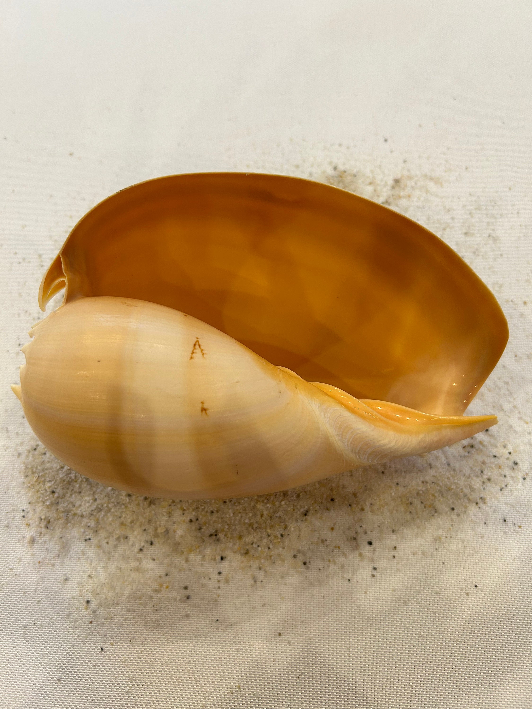 Melo Diadema, Voluta Melocorona, Sea Shell, Mussel, Giant Clam, Snail ...